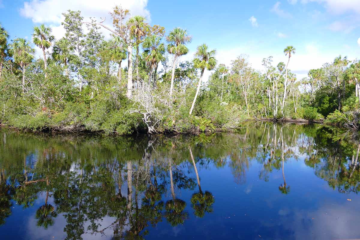 Onward | A walk in the woods - What's What New Port Richey